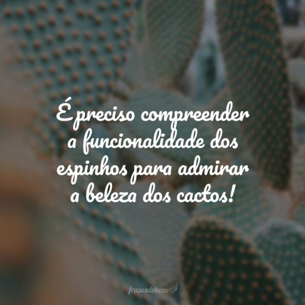 30 frases de cactos que mostram o valor dos espinhos