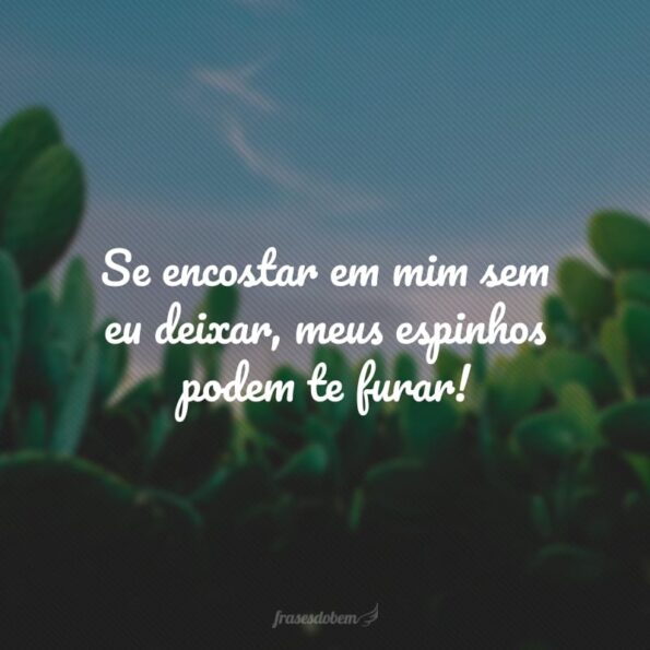 30 frases de cactos que mostram o valor dos espinhos