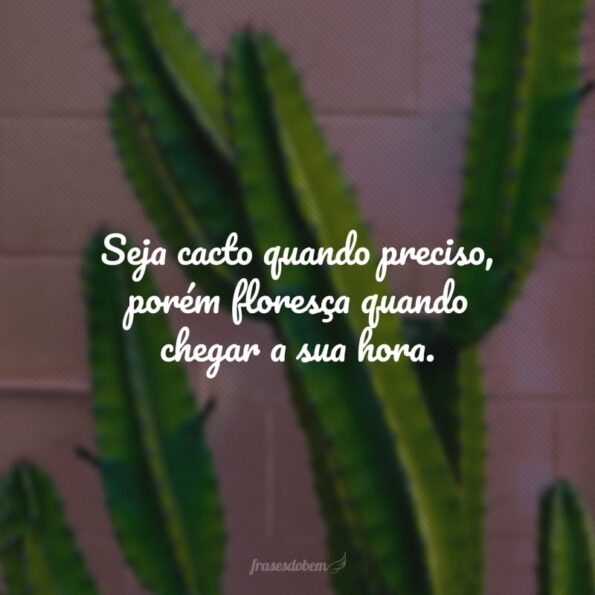 30 frases de cactos que mostram o valor dos espinhos